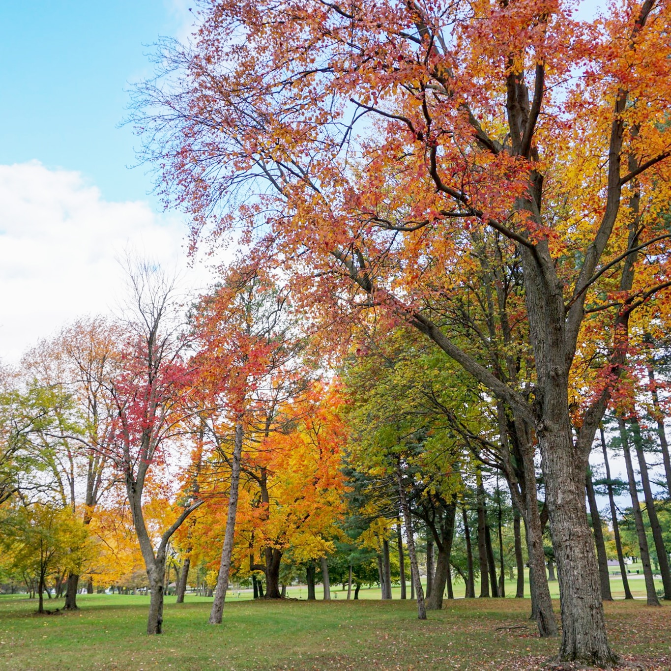 Top 5 Best Places to See the Michigan Fall Colors | Treadstone Funding