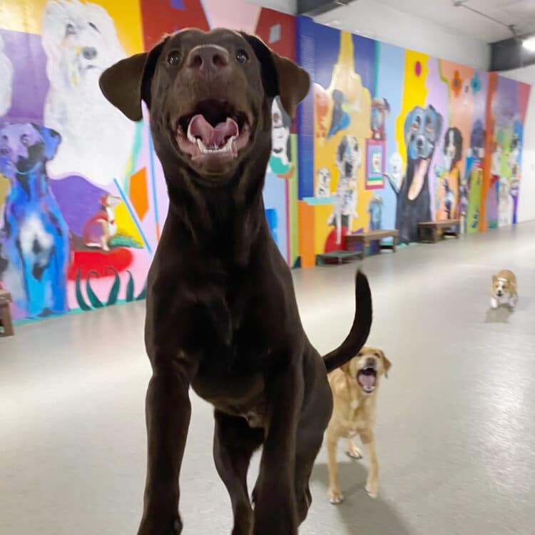 Dog-Friendly Things to Do in West Michigan | Treadstone Funding