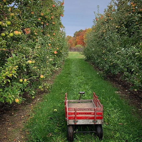Guide to West Michigan Apple Orchards - Treadstone Mortgage